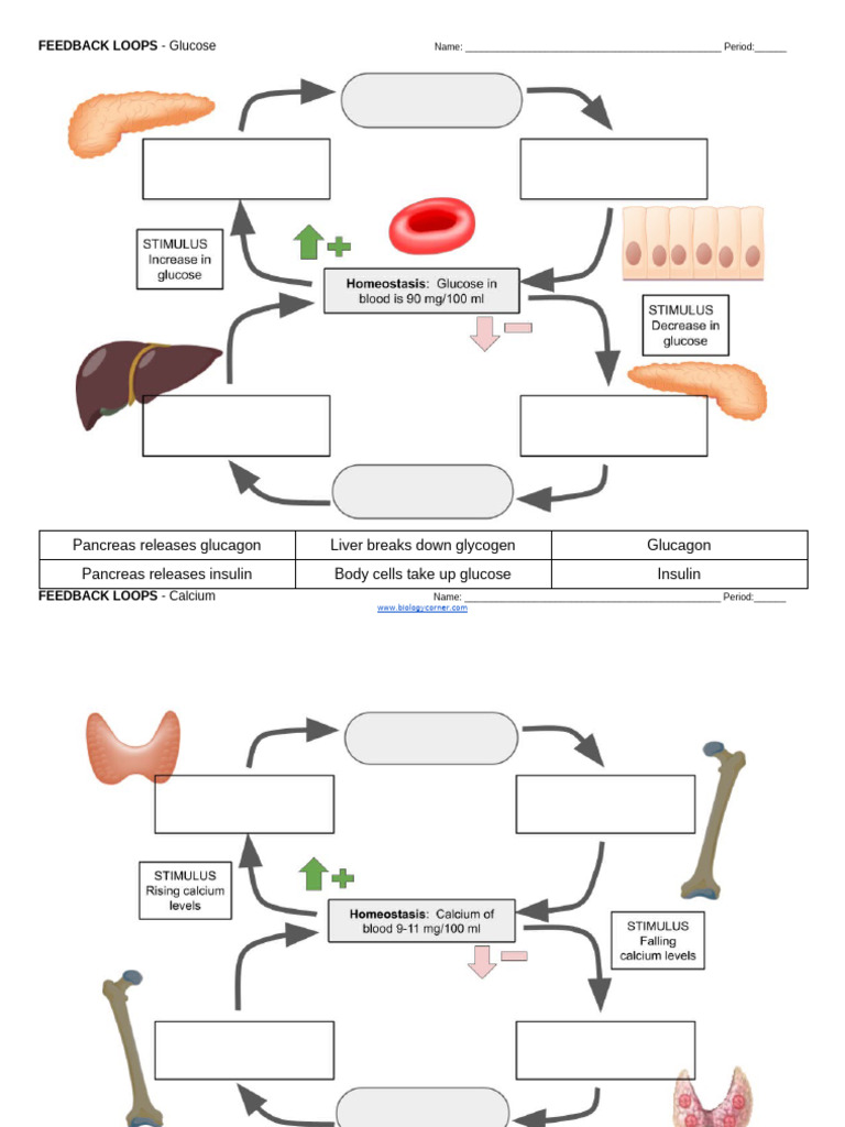 Glucose: Feedback Loops | PDF