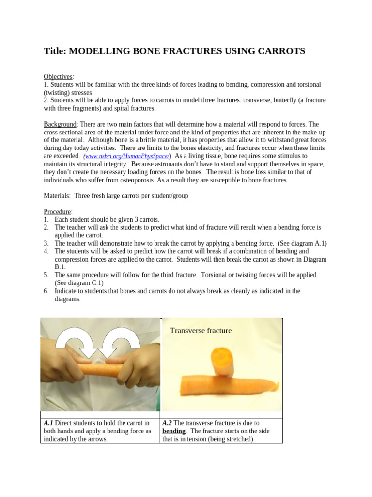 Modeling Bone Fractures with Carrots | PDF | Fracture | Bending