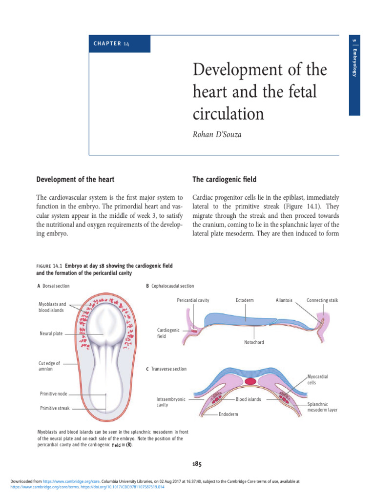 Development of The Heart and The Fetal Circulation | PDF | Heart Valve ...