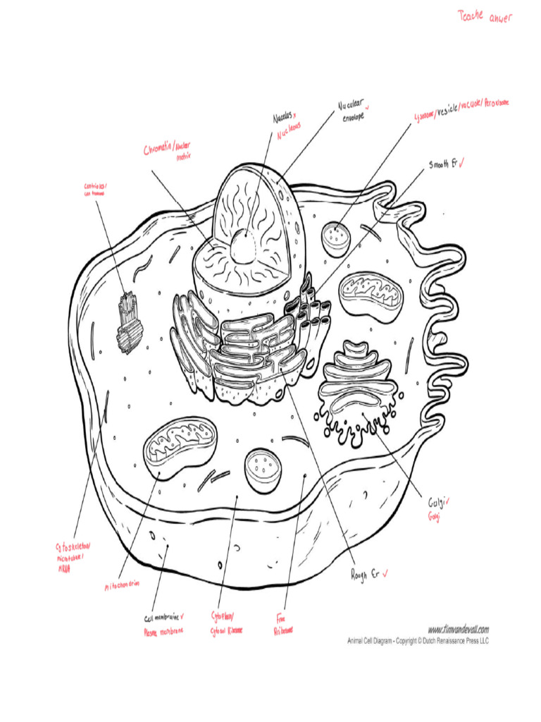 A22 1.3 Cell Handout No ECM | PDF