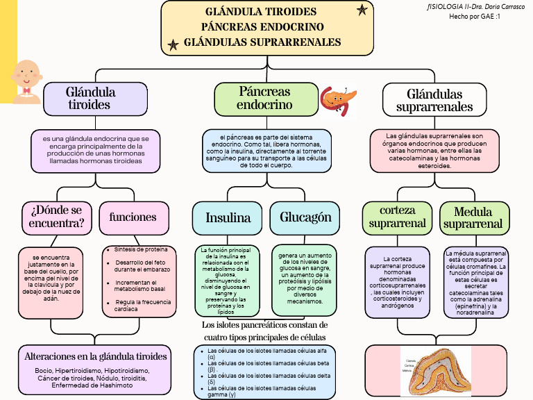 Mapa Conceptual Gae1 | PDF | Sistema endocrino | Glándula suprarrenal