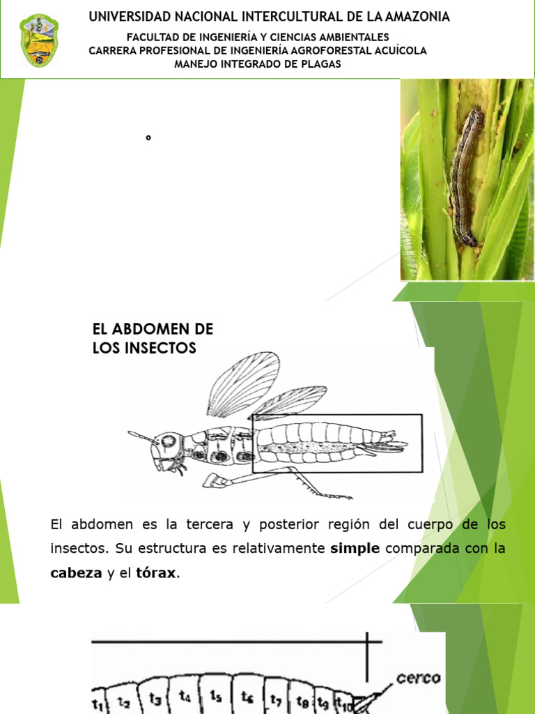 4° Sesión Teórica. Tagma Abdominal | PDF | Abdomen | Sistema reproductivo