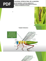 Anatomia de La Mosca Presentacion | PDF