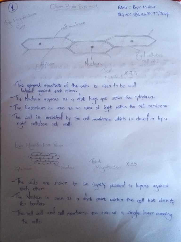 Practical One-Cell Structure | PDF