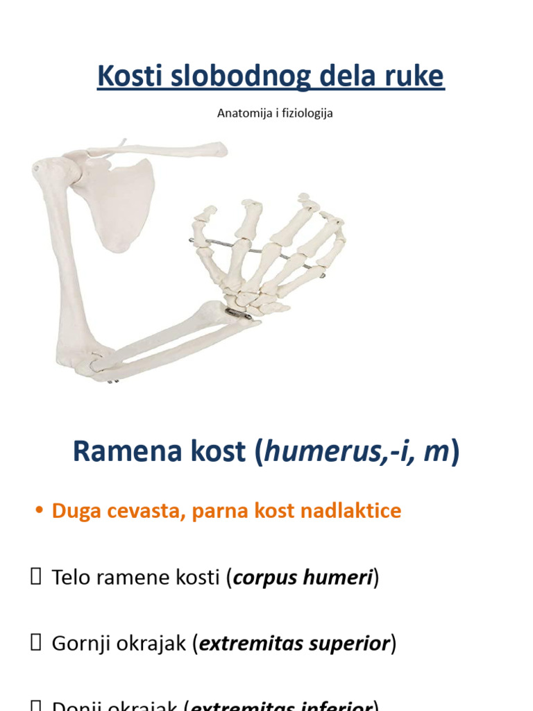 Kosti Slobodnog Dela Ruke | PDF