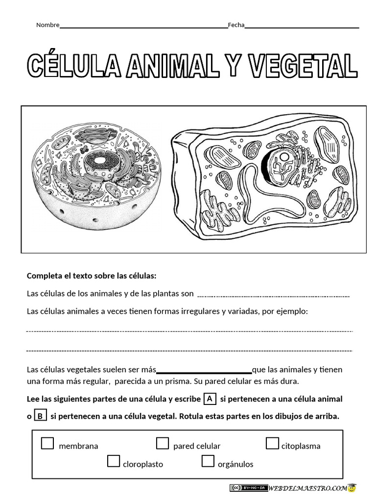 Célula Animal y Vegetal | PDF