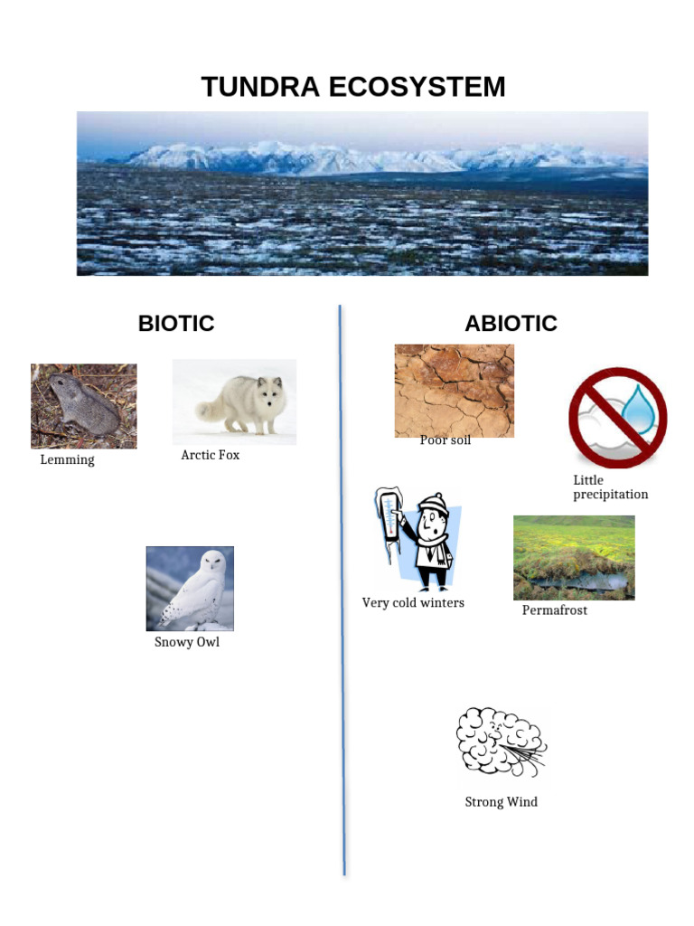 Rosendoll - Biotic&Abiotic T-Chart | PDF