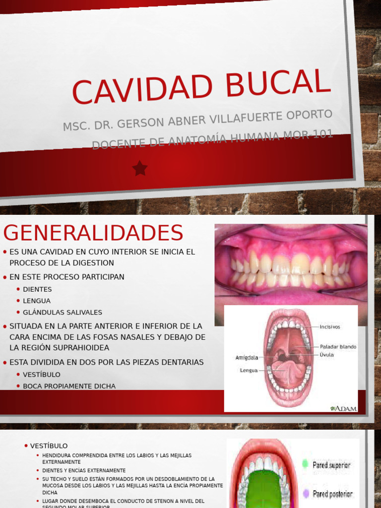 Cavidad Bucal | PDF | Lengua | Diente