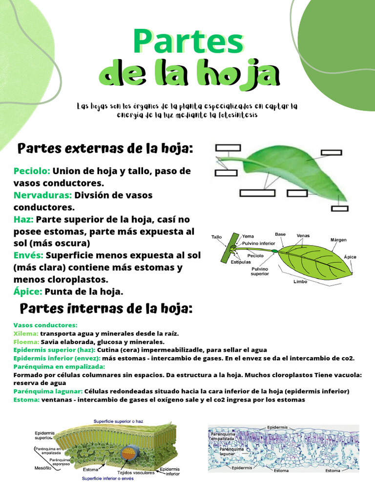 Infografía de Partes de La Hoja (Internas y Externas) | PDF