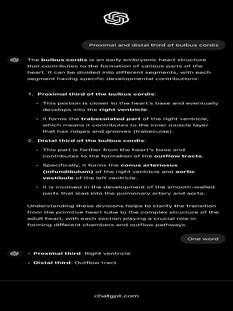 Bulbus Cordis Anatomy Summary | PDF