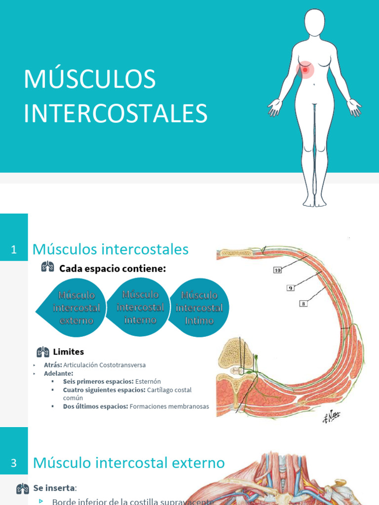 1-Musculo Intercostales | PDF