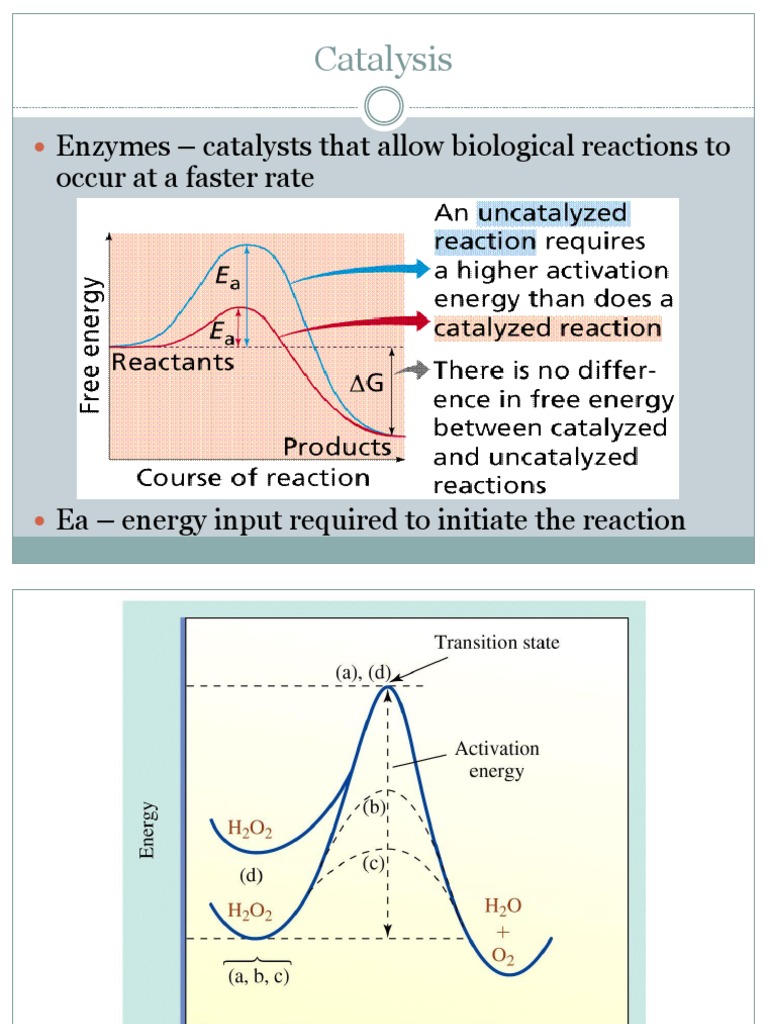 Understanding Enzyme Catalysis and Kinetics | PDF | Enzyme Inhibitor ...