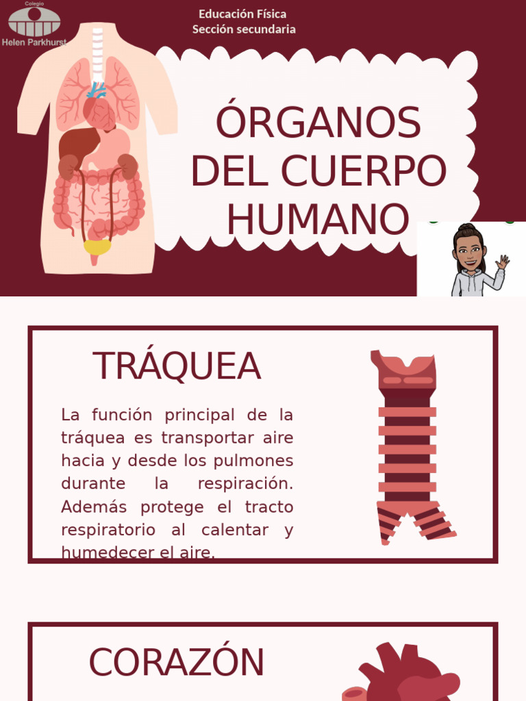 2o-Presentación Órganos Del Cuerpo Humano-Semana 2 | PDF