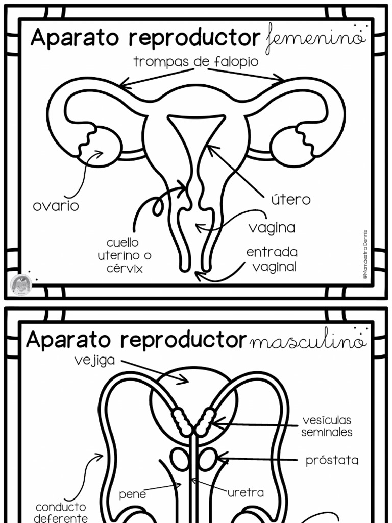 Arriba 84 Imagen Mapa Mental Del Aparato Reproductor Masculino Y