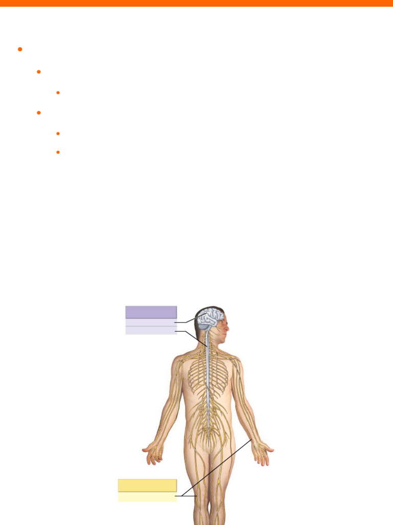 Nervous Tissue Histology | PDF | Neuron | Synapse