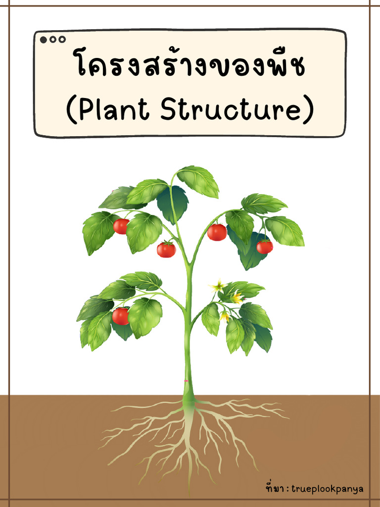Plant Structure | PDF
