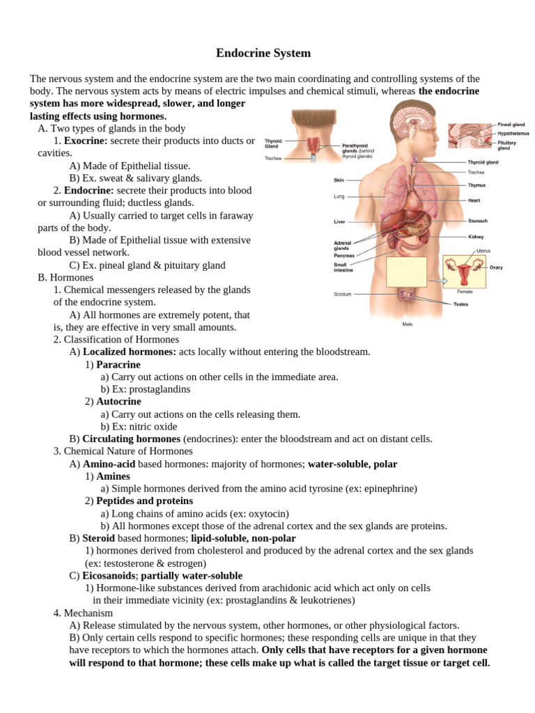 Overview of the Endocrine System | PDF | Pancreas | Adrenal Gland