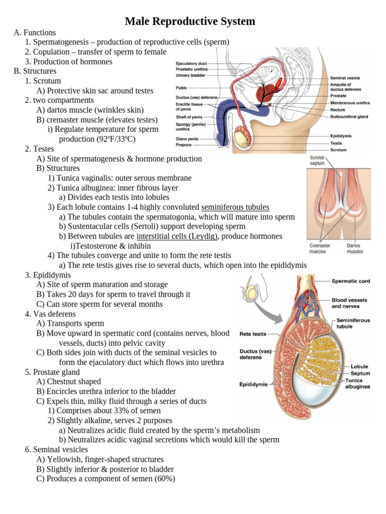 Male Reproductive System Outline | PDF | Testicle | Sexual Anatomy