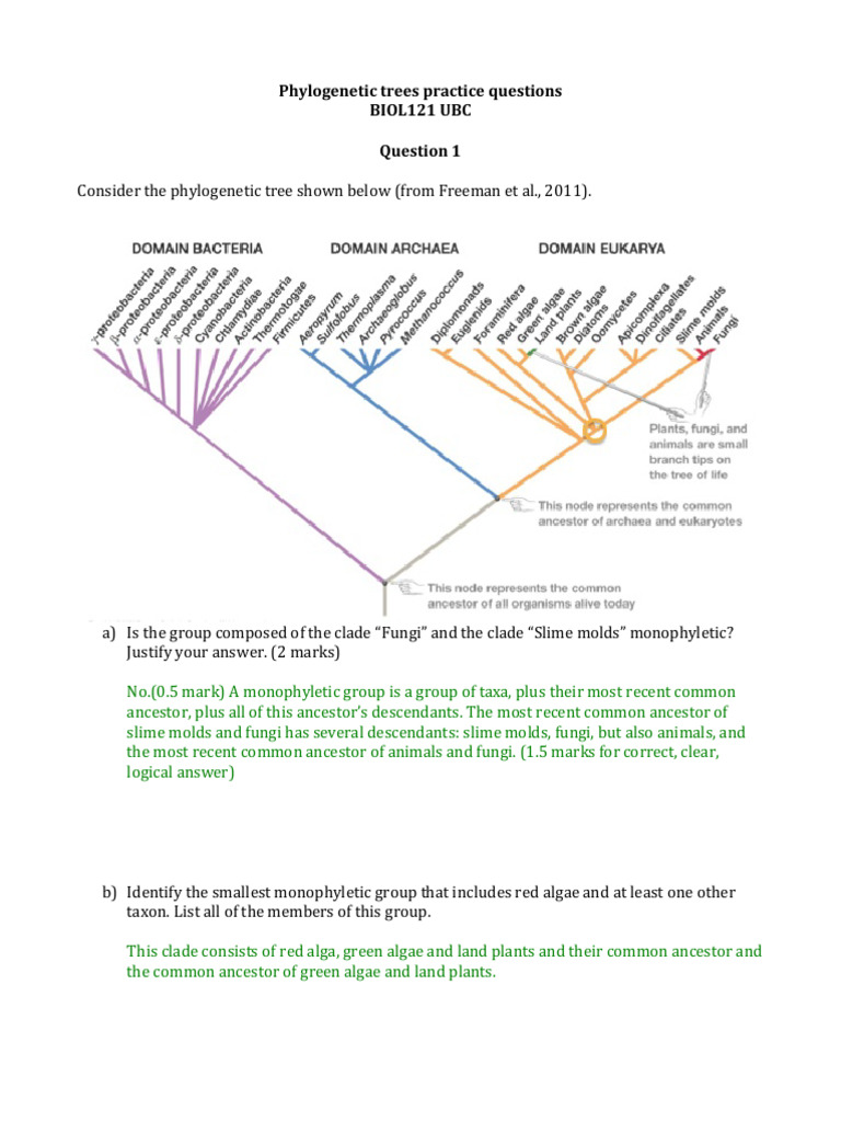 Phylogenetic Trees Practice | PDF | Taxonomy (Biology) | Biology