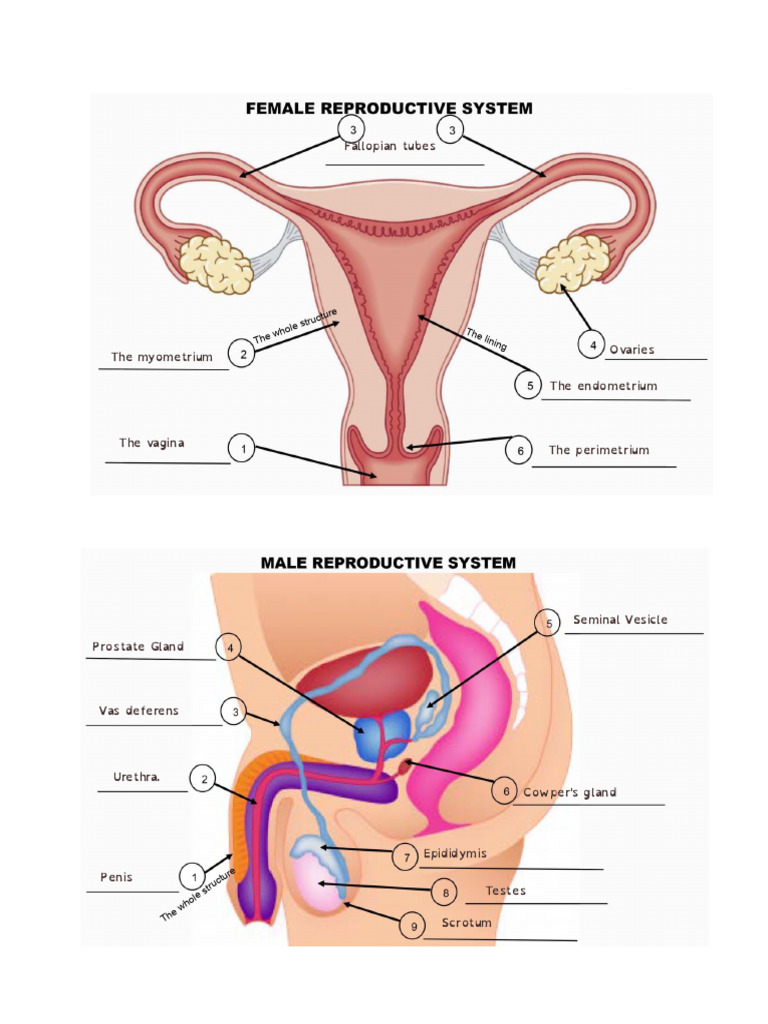 Medical Science: Reproductive Systems Structures and Functions Worksheet | PDF