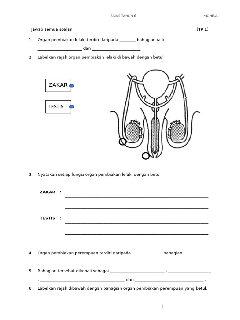 Lembaran Kerja 1 Pembiakan Manusia | PDF | Pengembangan Diri | Sains & Matematika