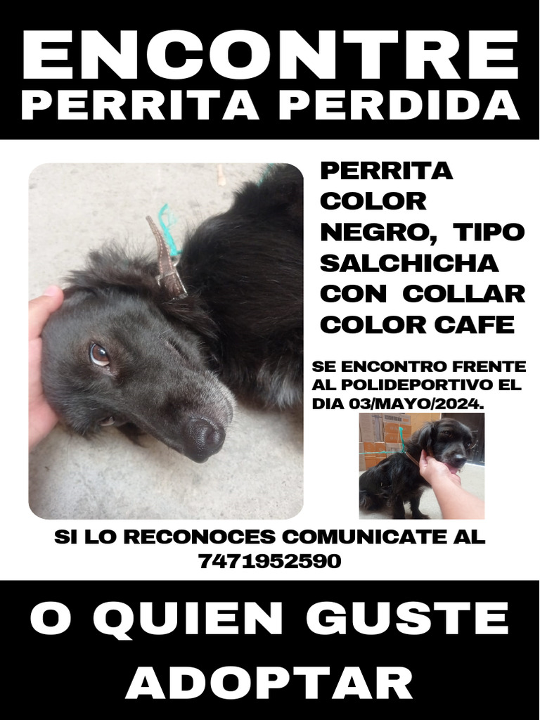 Flyer se busca perro perdido foto llamativo blanco | PDF