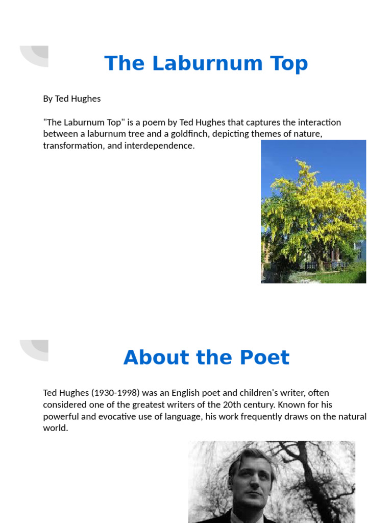 Themes in Ted Hughes' Laburnum Top | PDF | Poetry