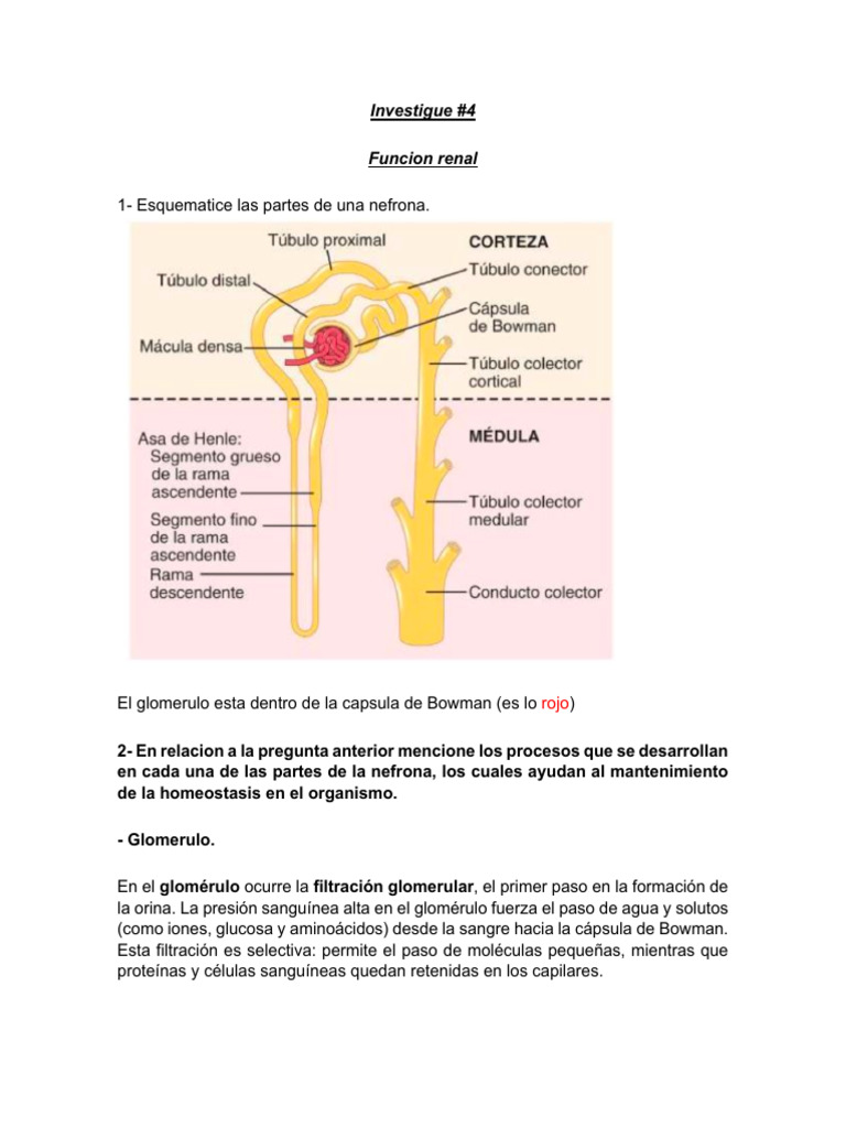 Investigue 4 | PDF | Riñón | Angiotensina