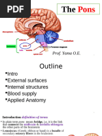 Pons Anatomy - Medicosis Perfectionalis Notes | PDF | Brainstem ...