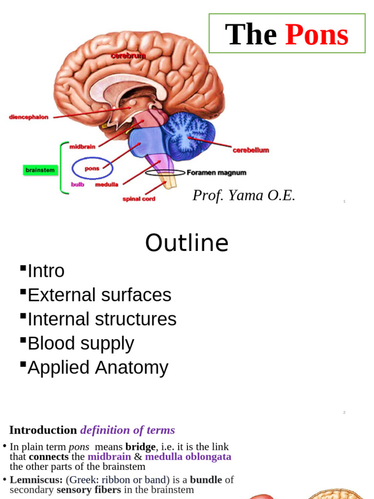 Anatomy of the Pons | PDF | Spinal Cord | Brainstem