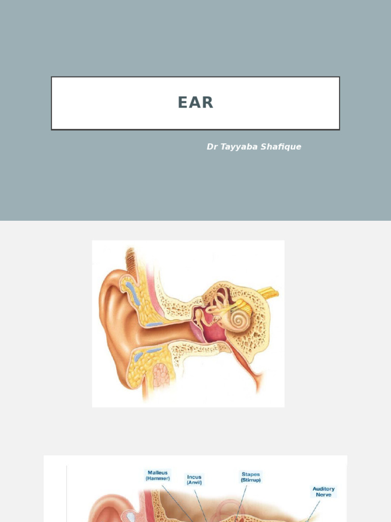 Ear | PDF | Ear | Human Anatomy