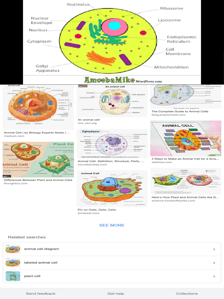 Animal Cell - Google Search | PDF | Self-Improvement | Science ...