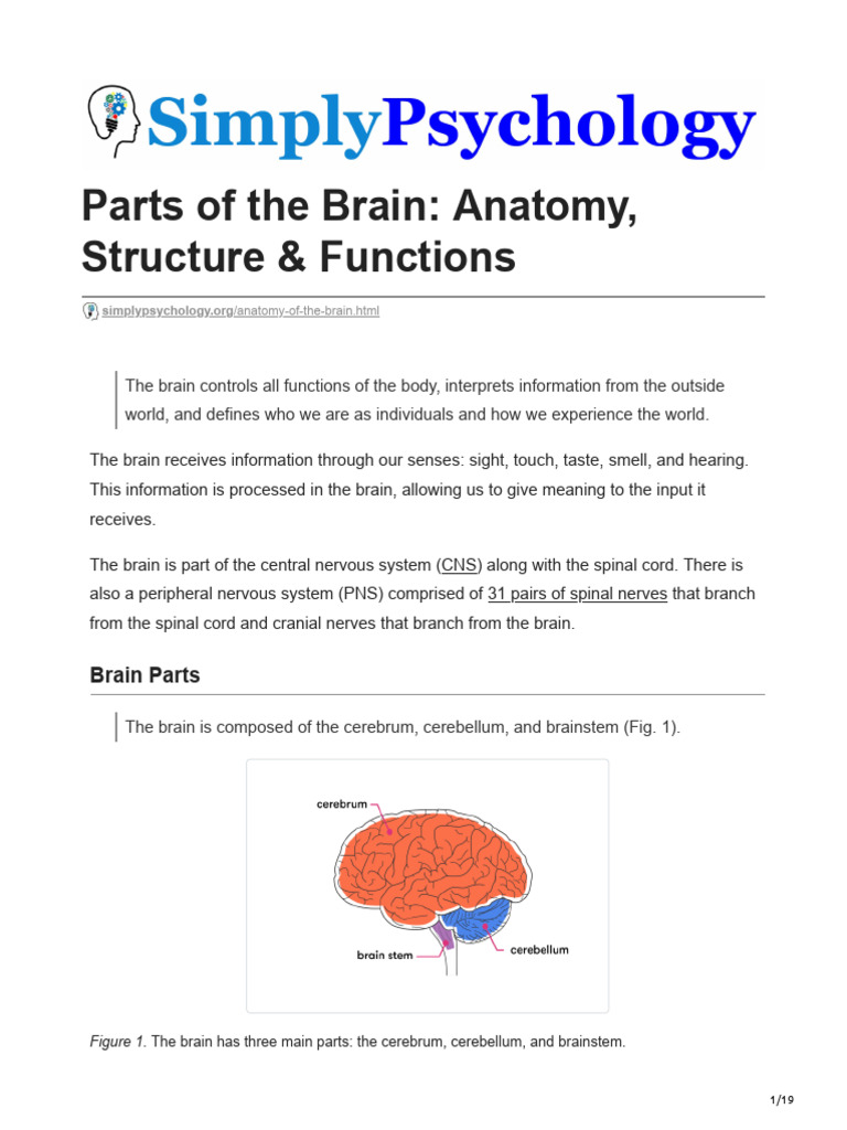 Brain Anatomy for Psychology Students | PDF | Neuron | Synapse
