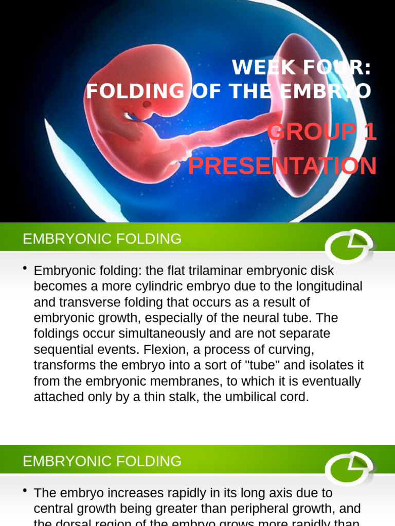 Week 4 Folding of Embryo GROUP 1 | PDF | Peritoneum | Developmental Biology