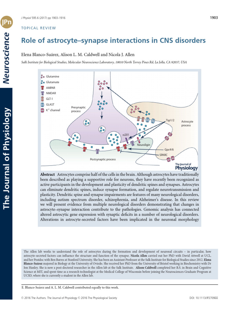 Astrocyte-Synapse Interactions in CNS Disorders | PDF | Synapse | Astrocyte