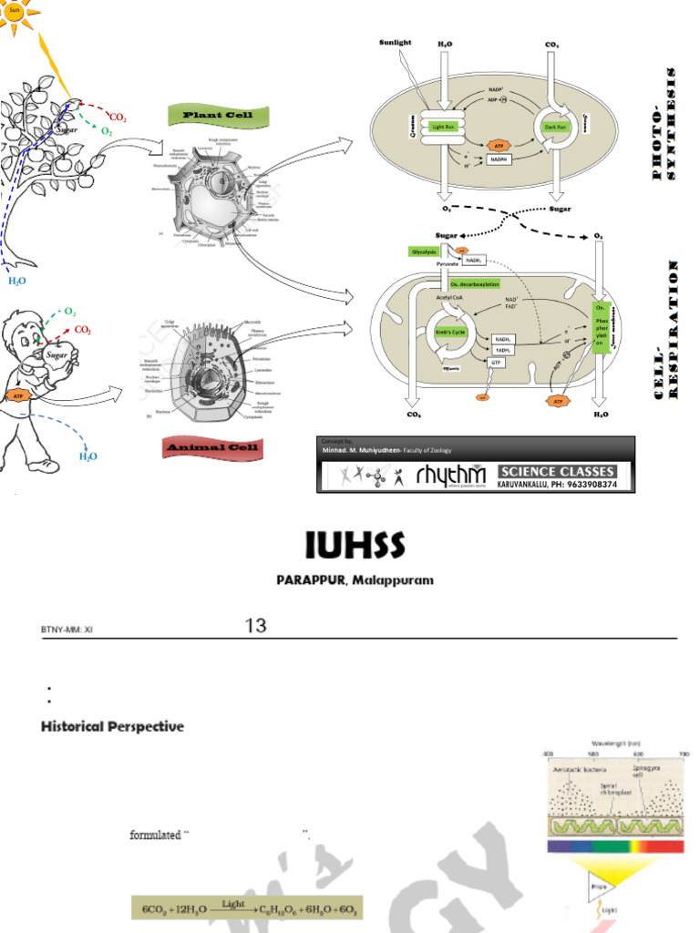 XI ch13 Photosynthesis Minhad Hsslive | PDF | Photosynthesis | Chlorophyll