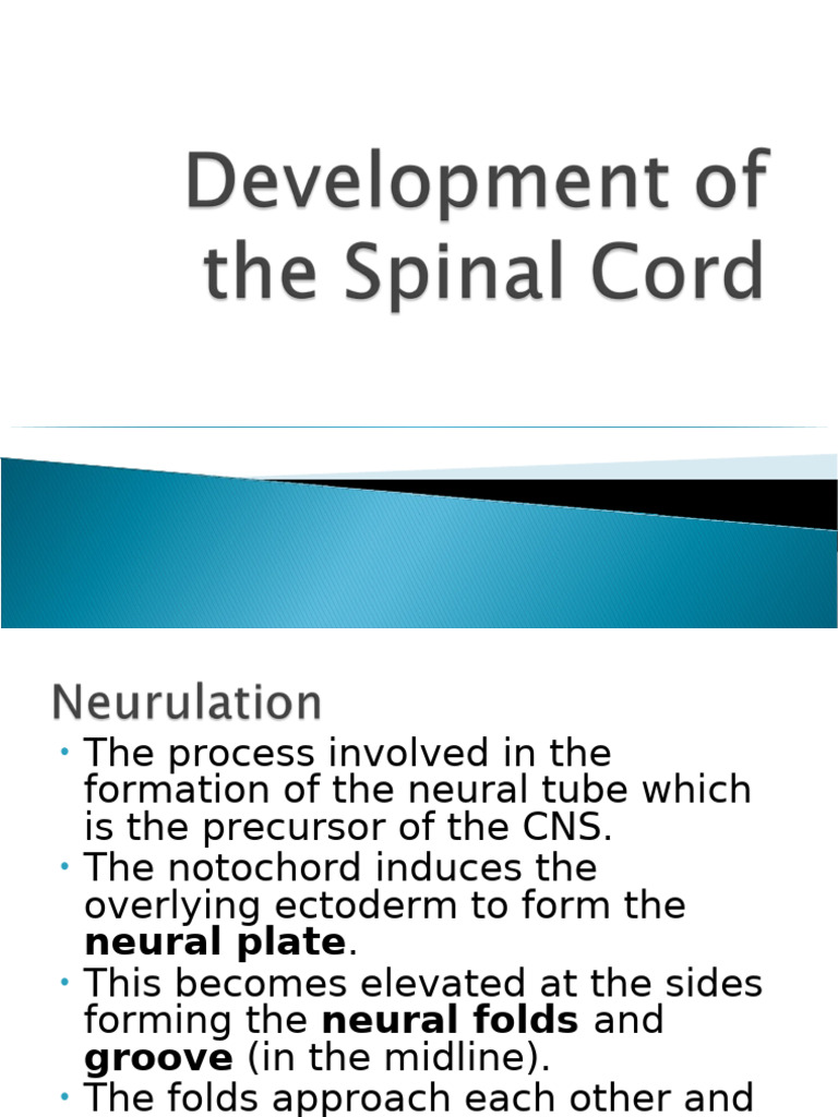 Spinal Cord Development and Structure | PDF | Spinal Cord | Nervous System