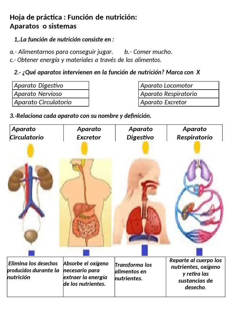 Función y Aparatos de Nutrición | PDF | Relaciones personales, crianza ...