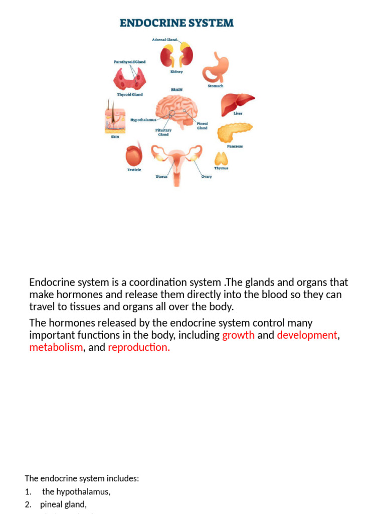 Integration by The Central Nervous System | PDF