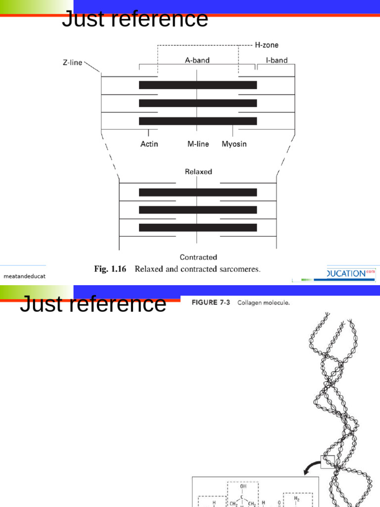 Meat Structure 5 | PDF | Cooking, Food & Wine