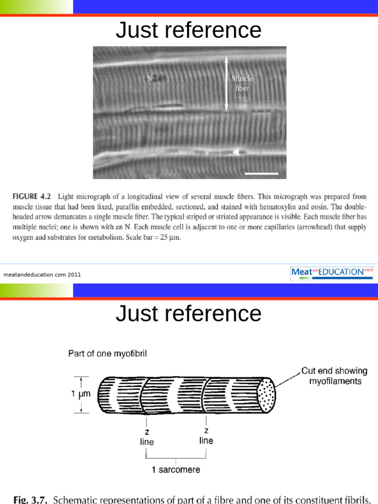 Meat Structure 4 | PDF