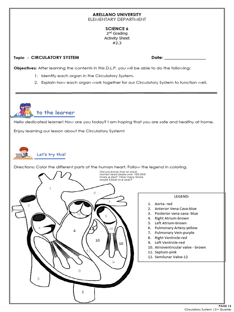 DLP Lesson 2.3 Circulatory System | PDF | Heart | Atrium (Heart)