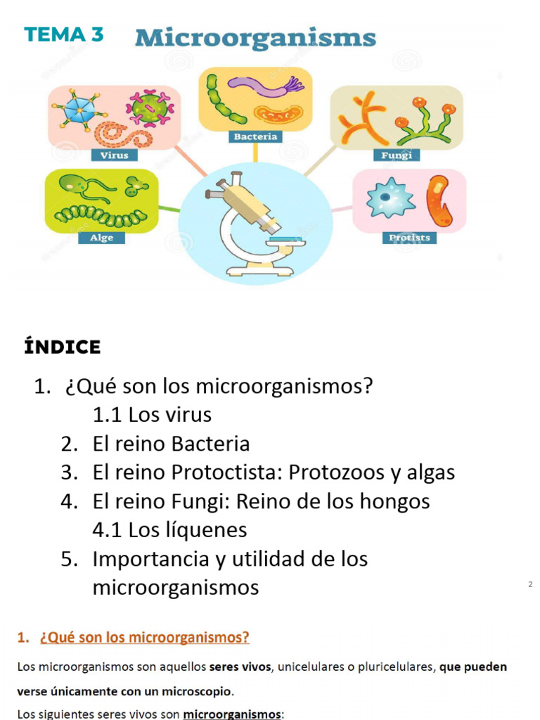 Copia De Los Microorganismos Reino Bacteria Protoctista Y Fungi Pdf