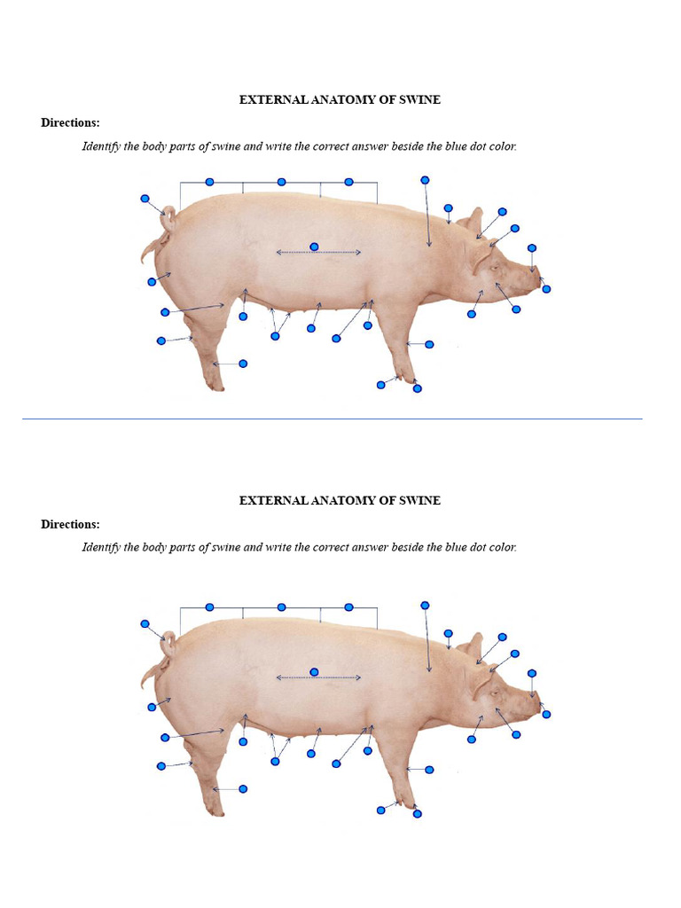 Swine Exercise 1 | PDF