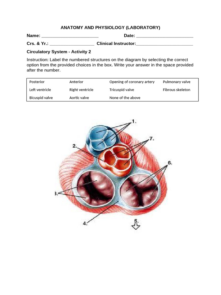 Circulatory System Lab Activities Guide | PDF | Heart Valve | Vein
