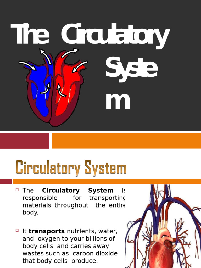 The Circulatory System | PDF | Heart | Artery