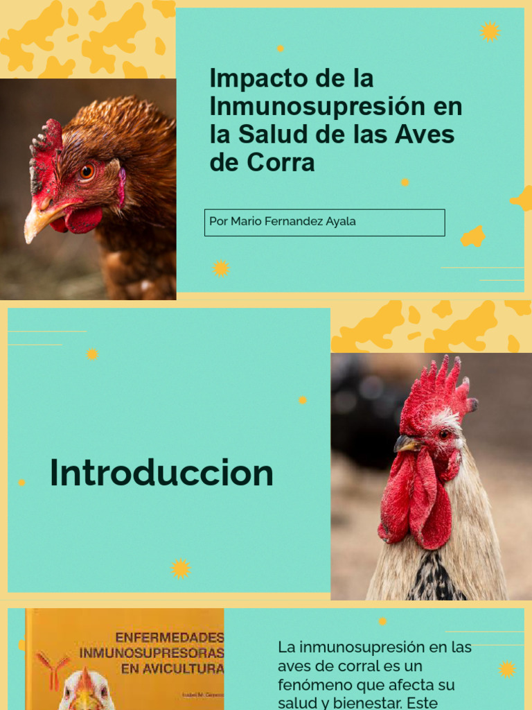 INMUNOSUPRECION EN AVES | PDF | Timo | Sistema inmune