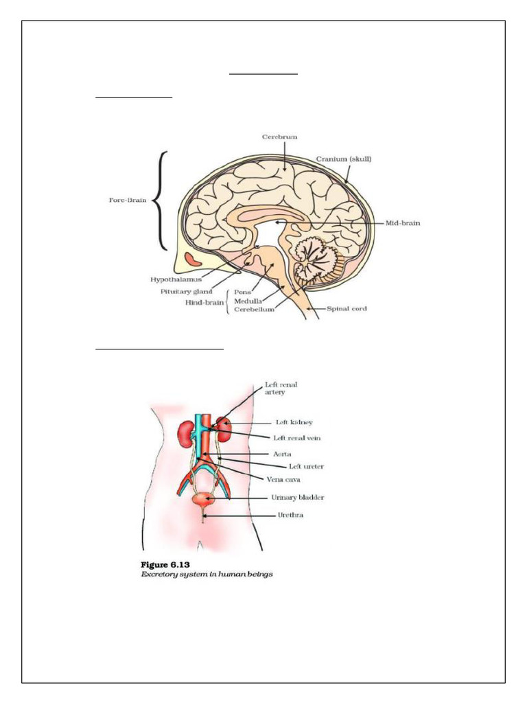 Science Imp Diagrams | PDF | Electrochemistry | Chemistry