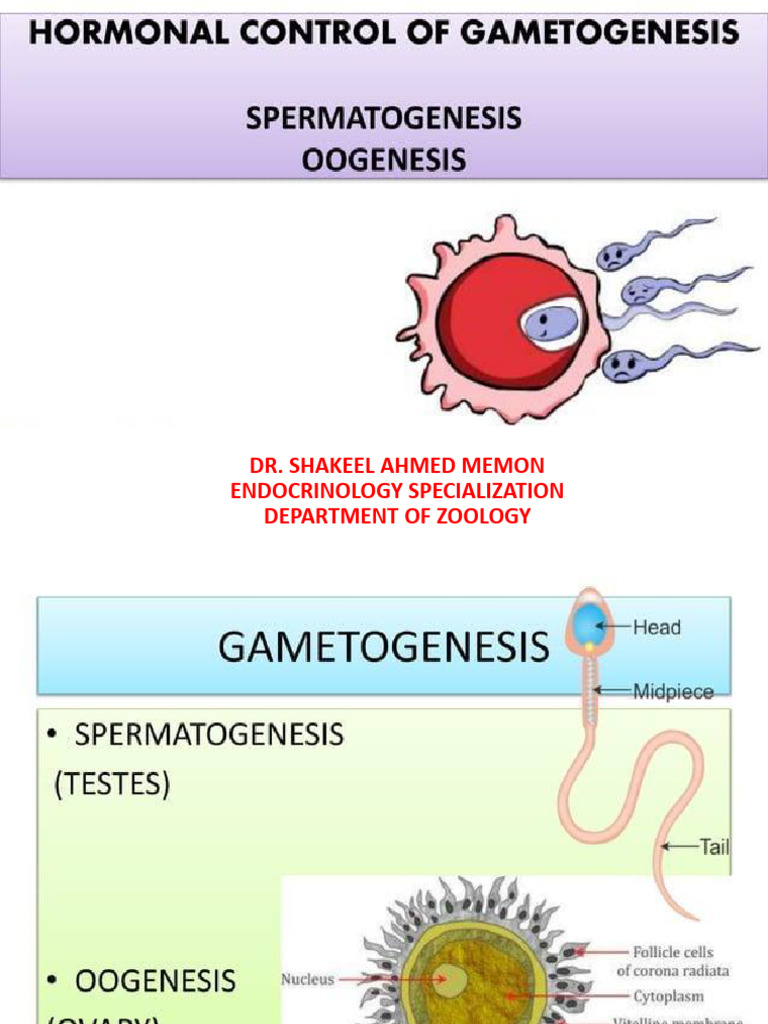 Hormonal Control Of Spermatogenesis And Oogenesis Lecture Pdf Wellness 6440