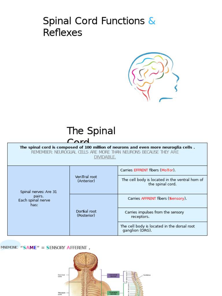Spinal Cord Functions - Reflexes 05042024 105738am | PDF | Motor Neuron ...